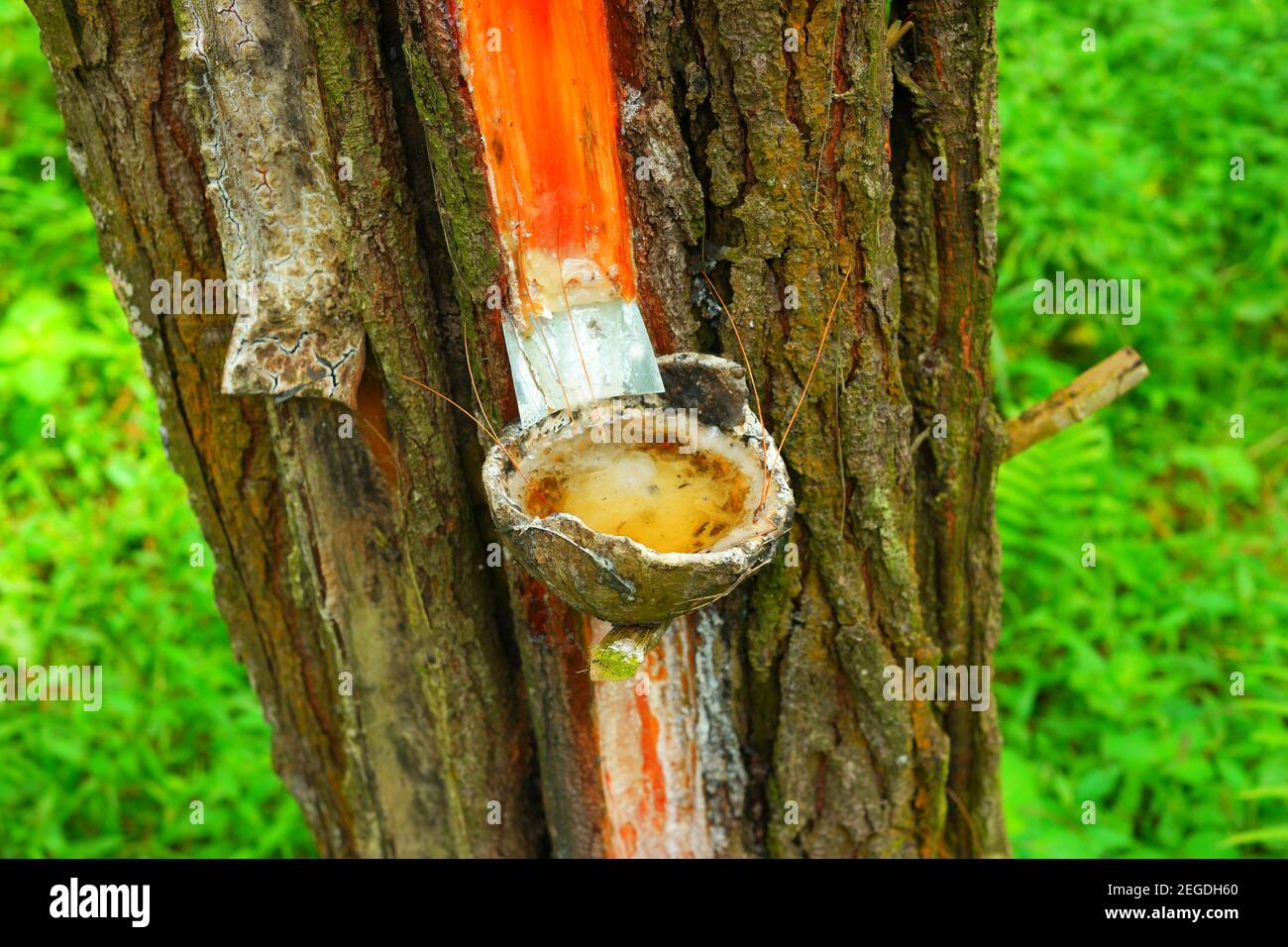 Gum leaf hi-res stock photography and images - Alamy