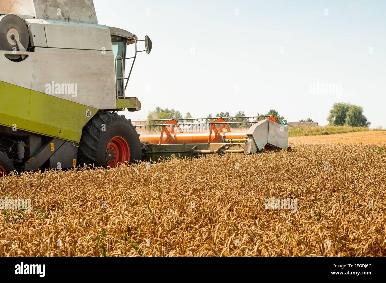 Rotary straw walker cut and threshes ripe wheat grain. Combine ...