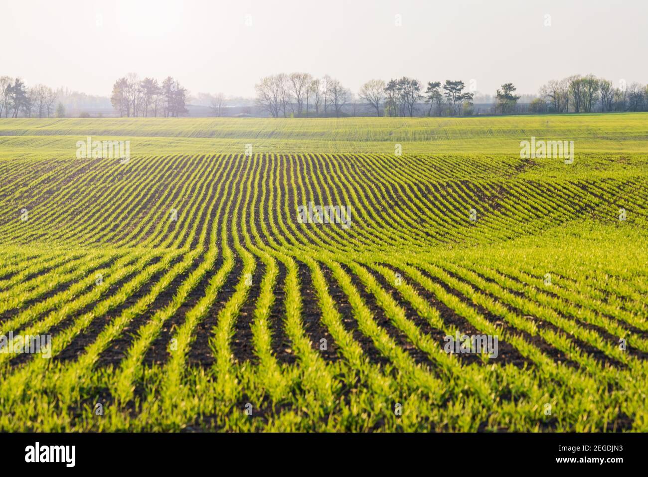 wheat field on a spring evening Stock Photo - Alamy