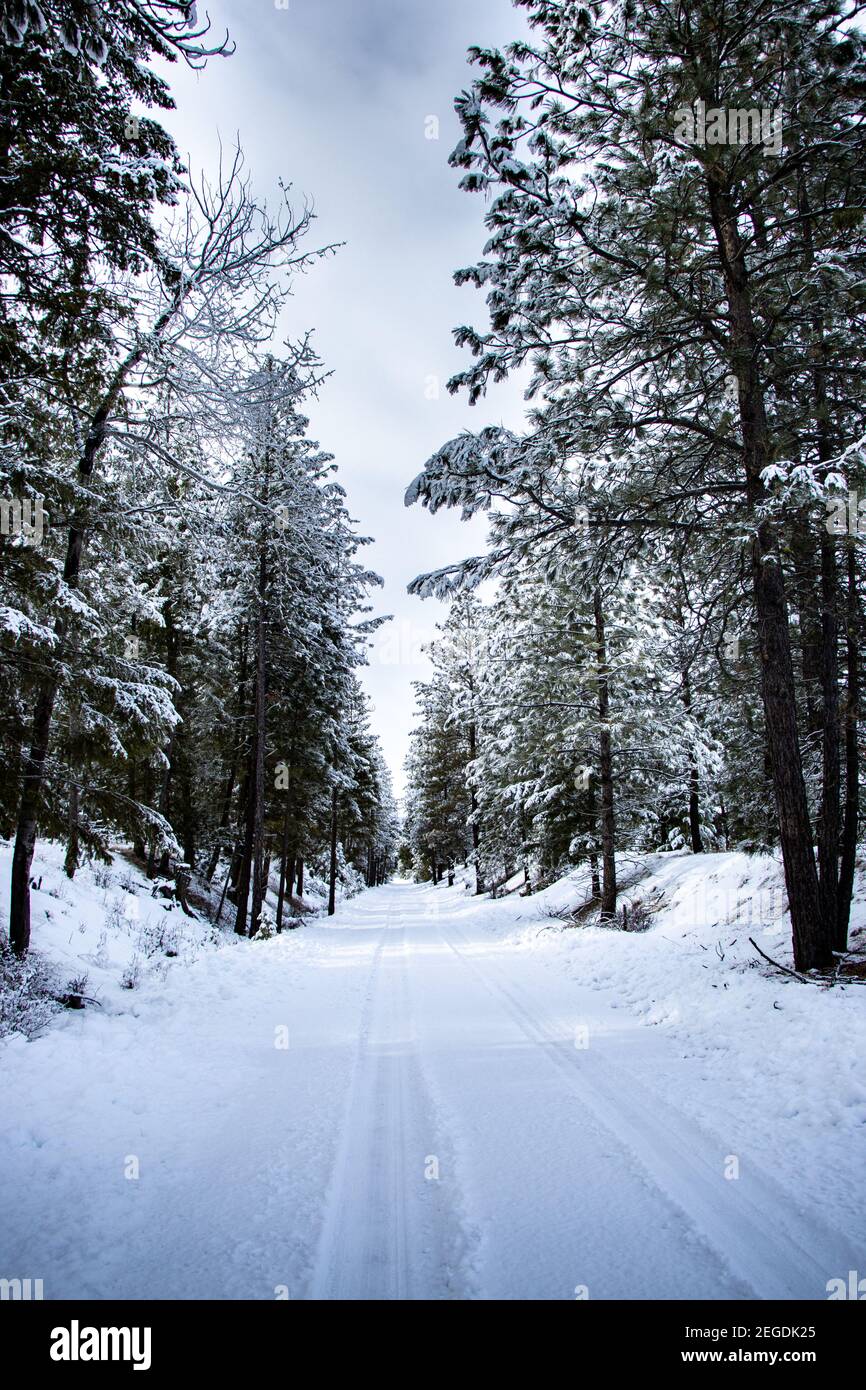 snowy road with trees along the side Stock Photo - Alamy