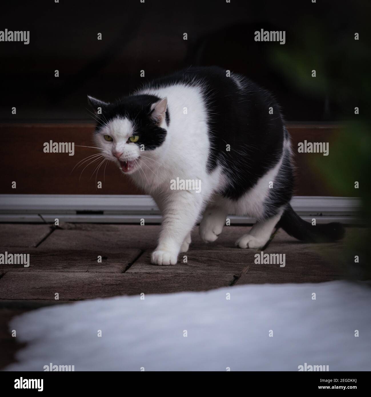 Prowling white cat hi-res stock photography and images - Alamy