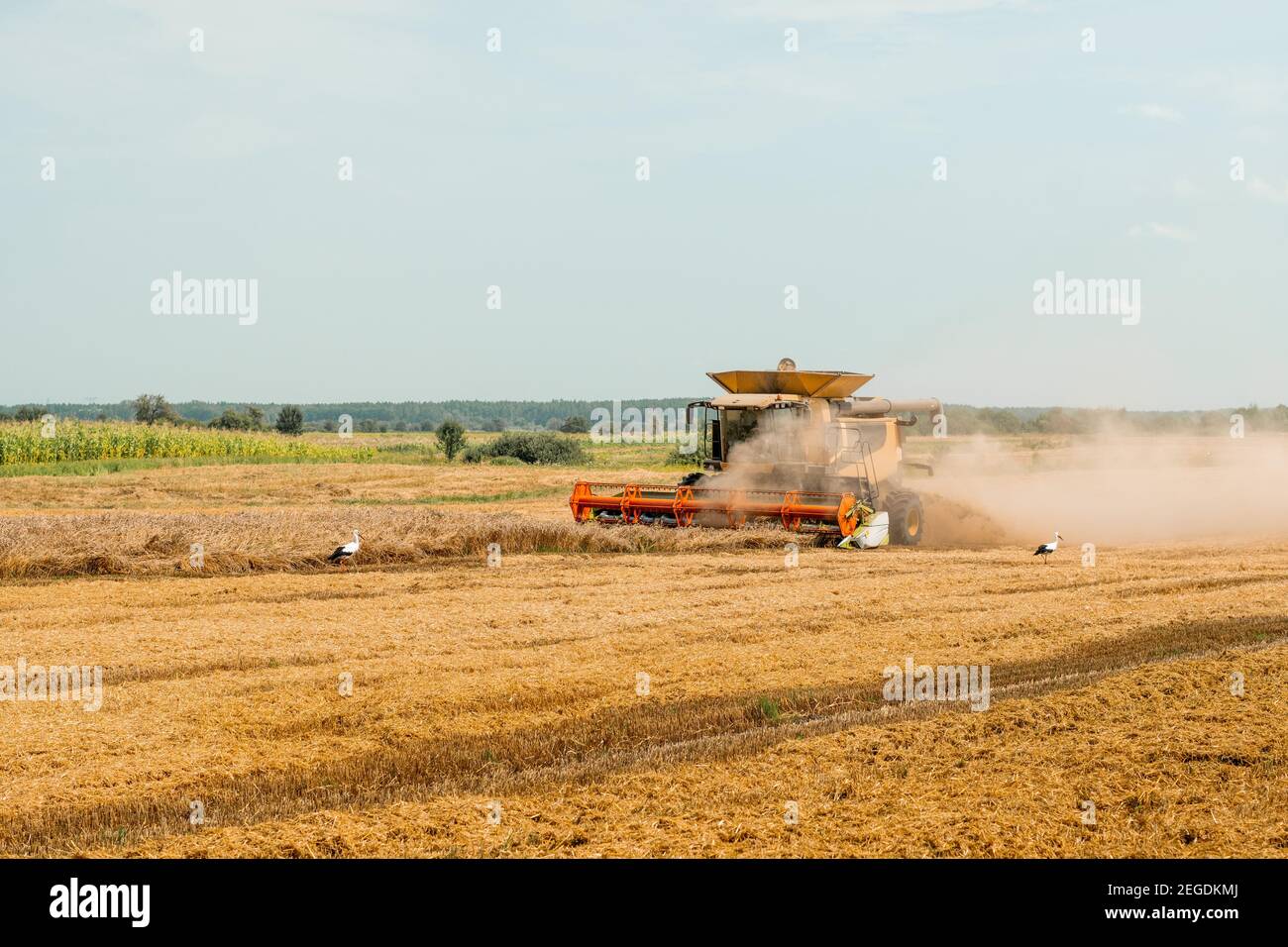 Rotary straw walker cut and threshes ripe wheat grain. Combine ...