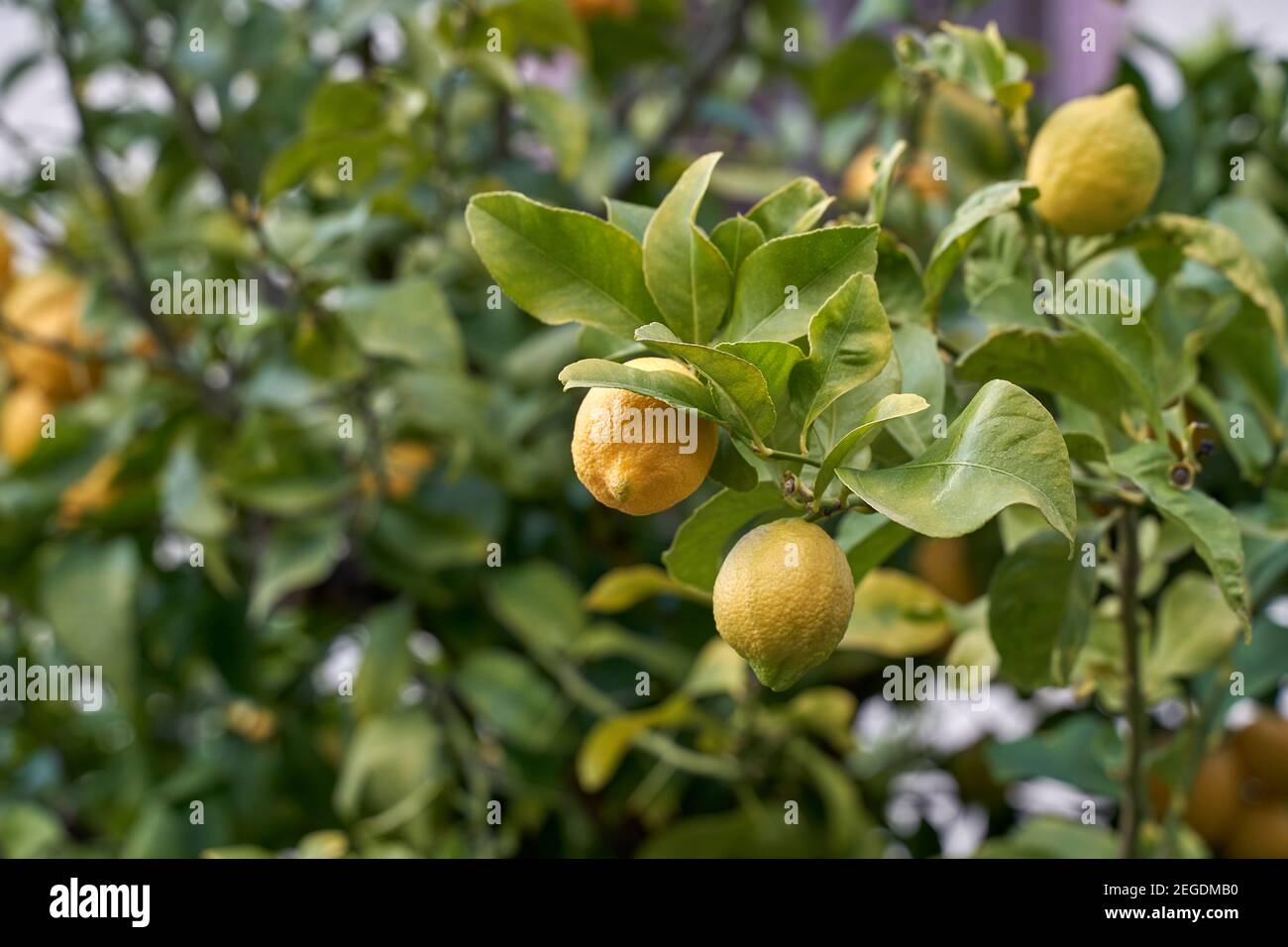 Yellow lemons growing on the lemon tree with green leaves. Natural ...