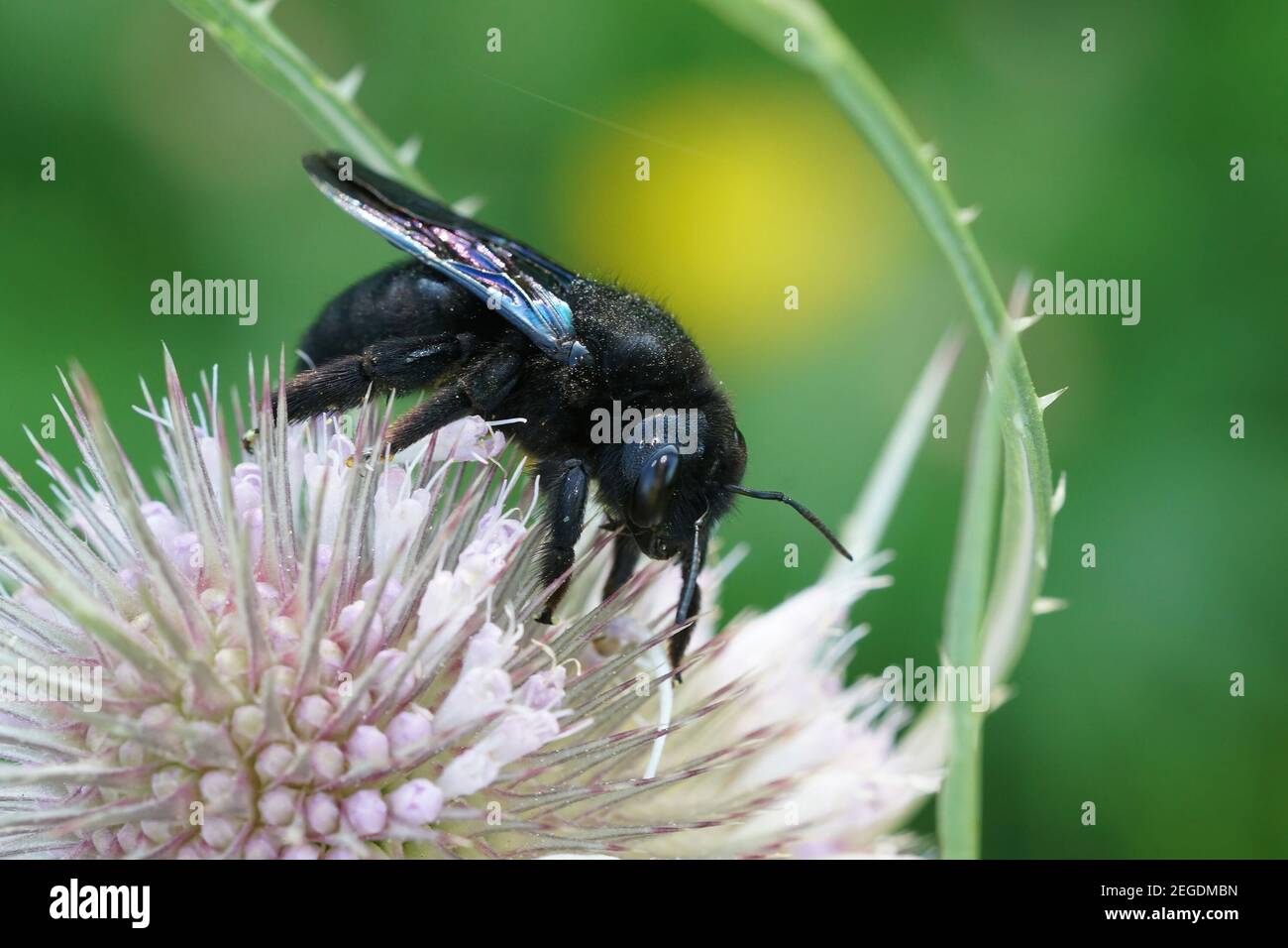 Close up of the largest EUropean solitary bee , the black or violet ...