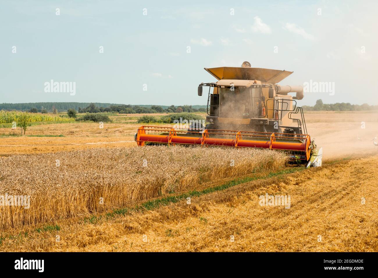 Rotary straw walker cut and threshes ripe wheat grain. Combine ...