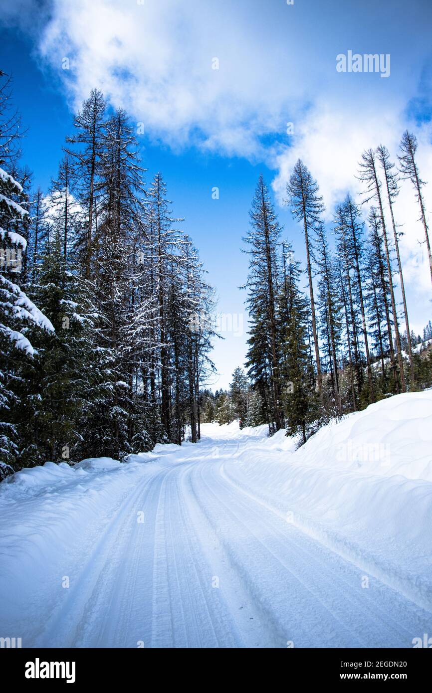 snowy road with trees along the side Stock Photo - Alamy
