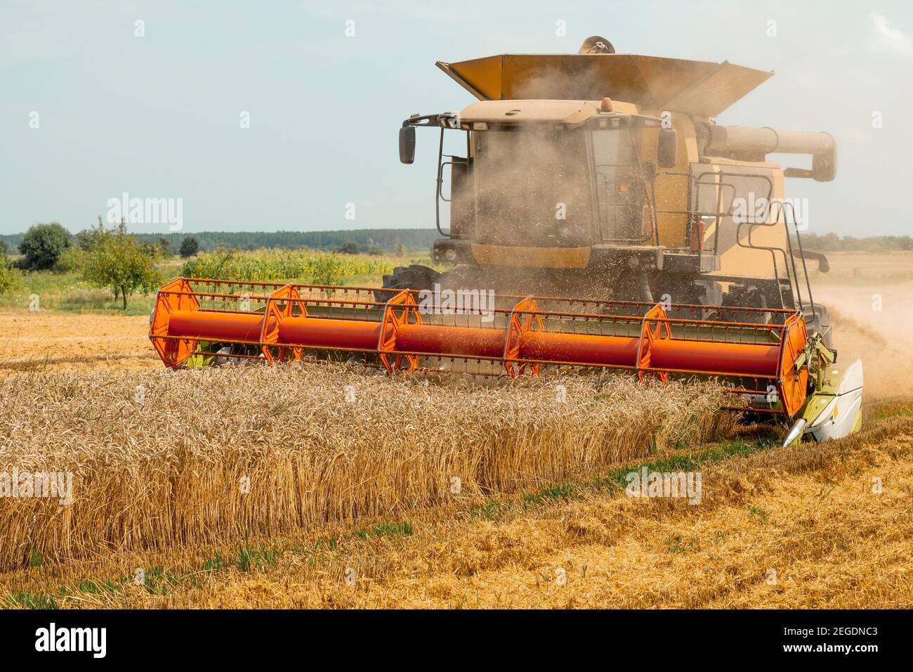 Rotary straw walker cut and threshes ripe wheat grain. Combine ...