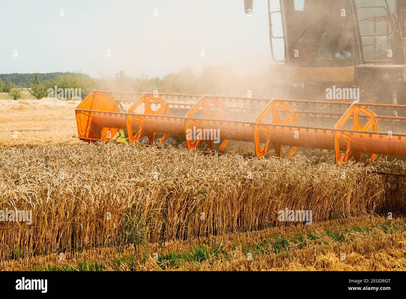Rotary straw walker combine harvester cuts and threshes ripe wheat ...