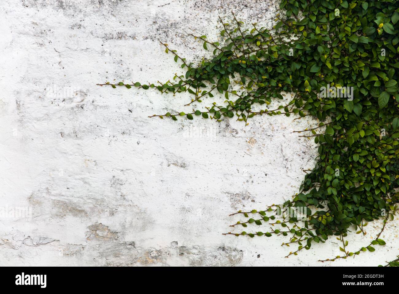 Long branches of a plant on a white stucco wall with copyspace Stock ...