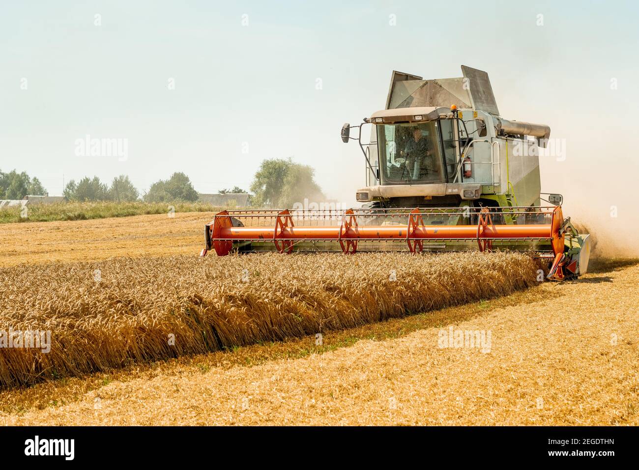 Rotary straw walker cut and threshes ripe wheat grain. Man in combine ...
