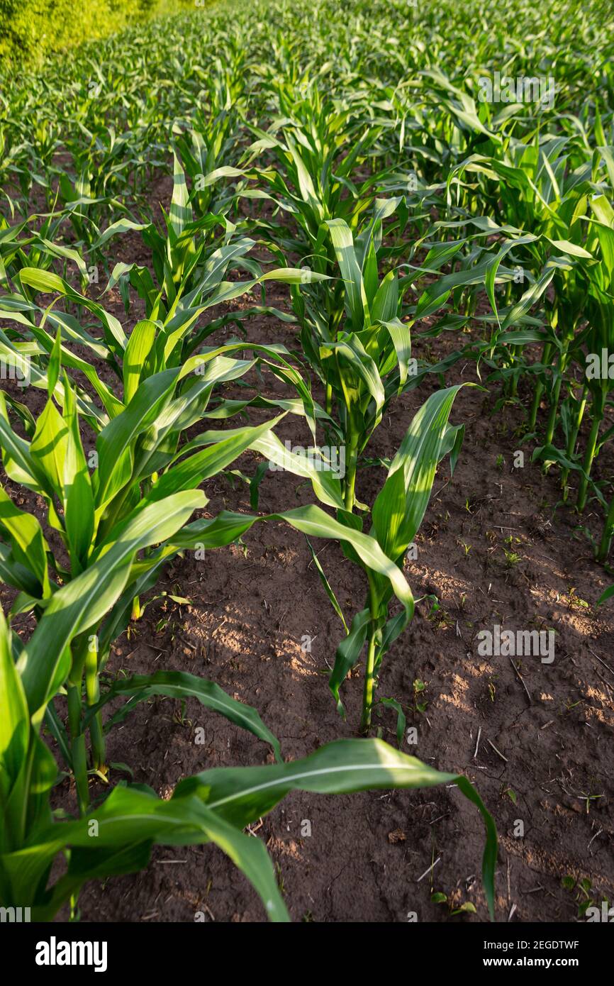 Young corn plants in row in fiels and sun light, nature Stock Photo - Alamy