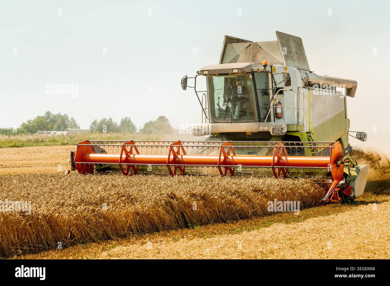 Rotary straw walker cut and threshes ripe wheat grain. Man in combine ...