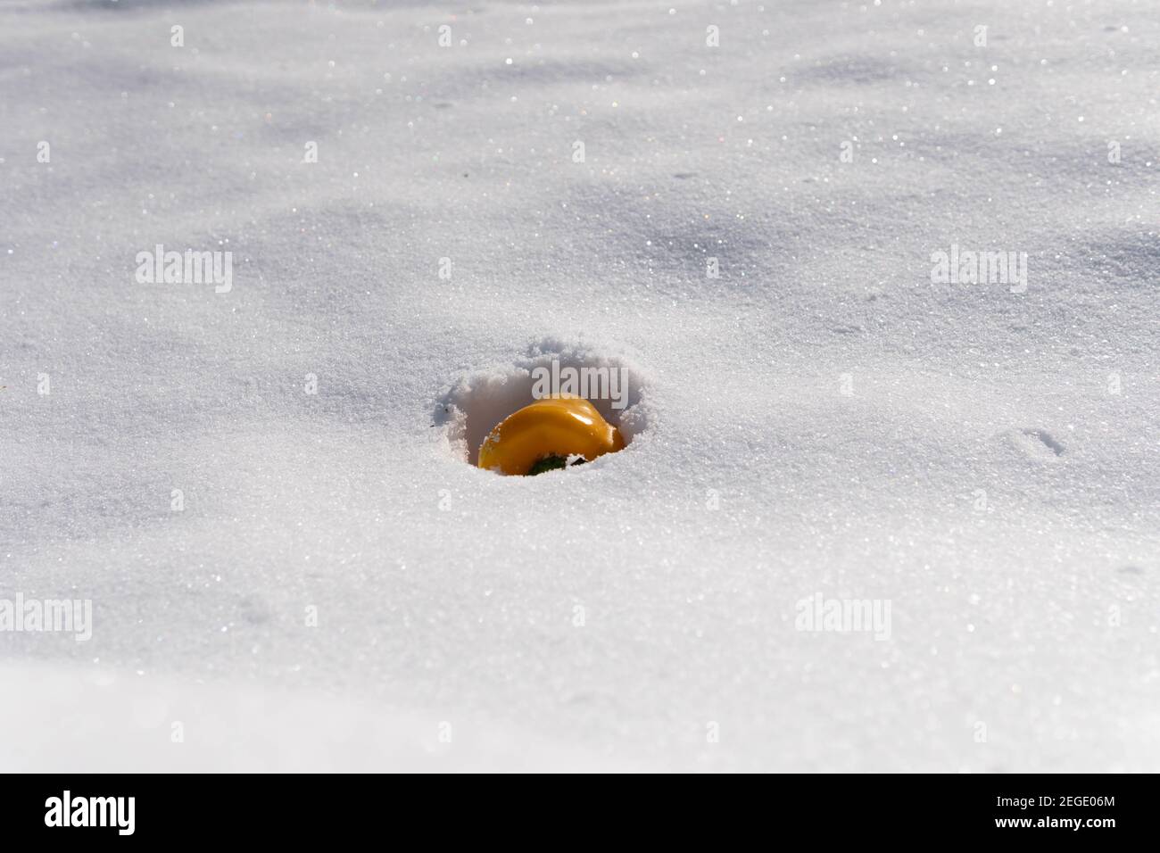 Fresh ripe peppers lying hi-res stock photography and images - Alamy