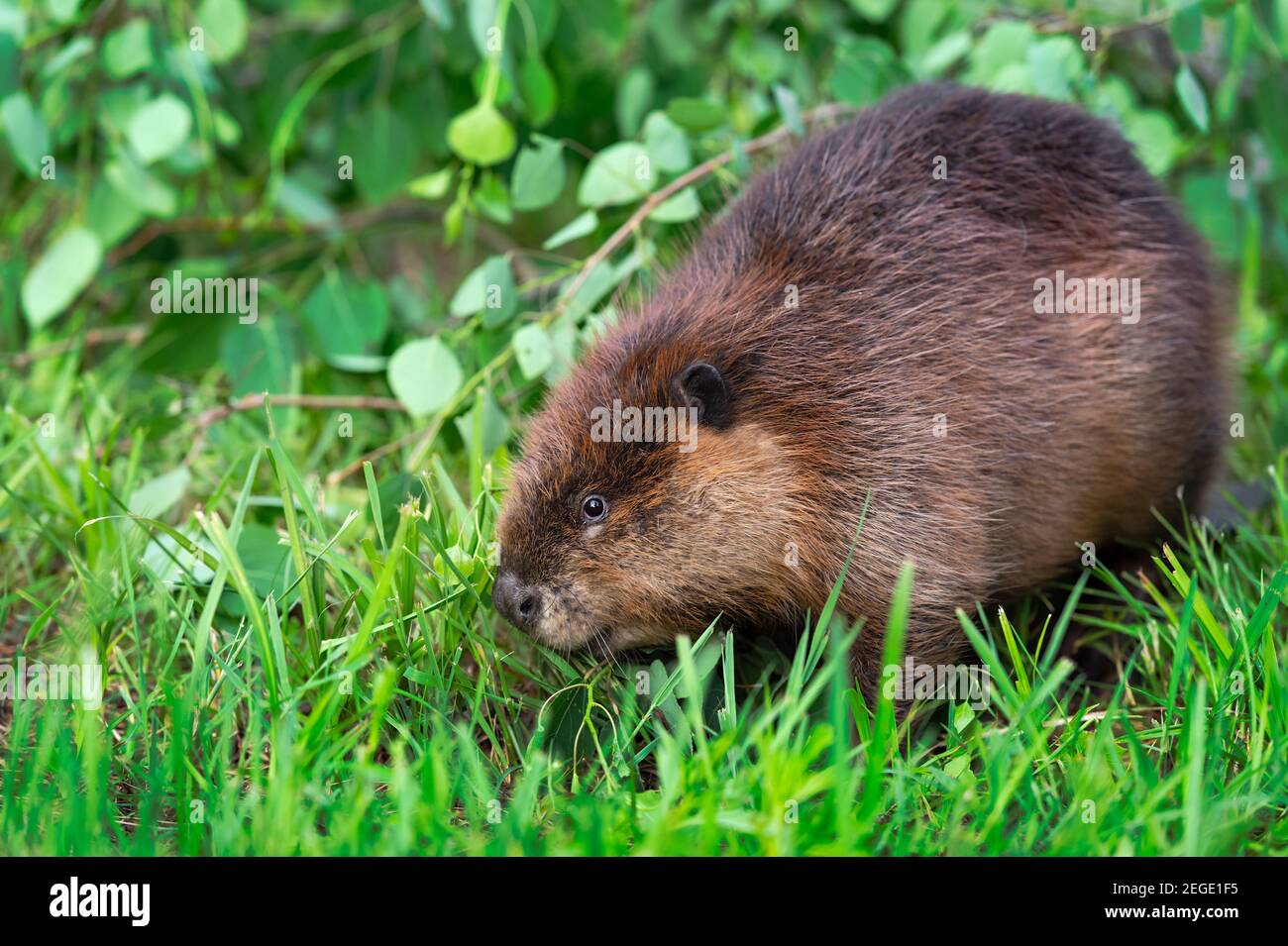 Adult Beaver (Castor canadensis) Looks Up Sideways From Ground Summer ...