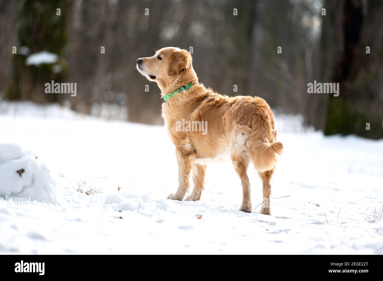 Golden retriever dog playing outside Stock Photo - Alamy