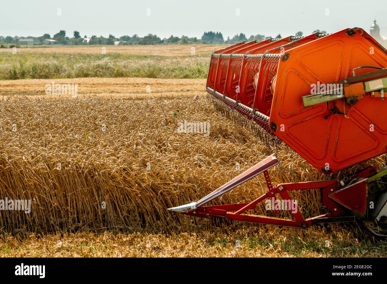 Rotary straw walker combine harvester cuts and threshes ripe wheat ...