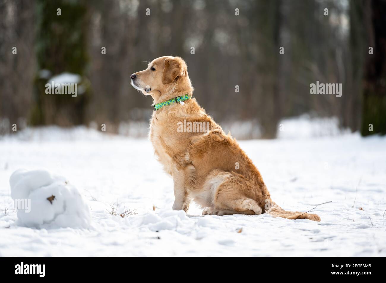 Golden retriever dog playing outside Stock Photo - Alamy