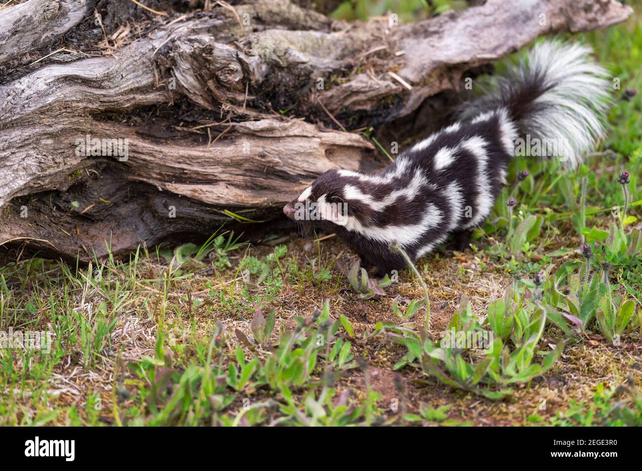 Eastern Spotted Skunk (Spilogale putorius) Walks Past Log Summer ...