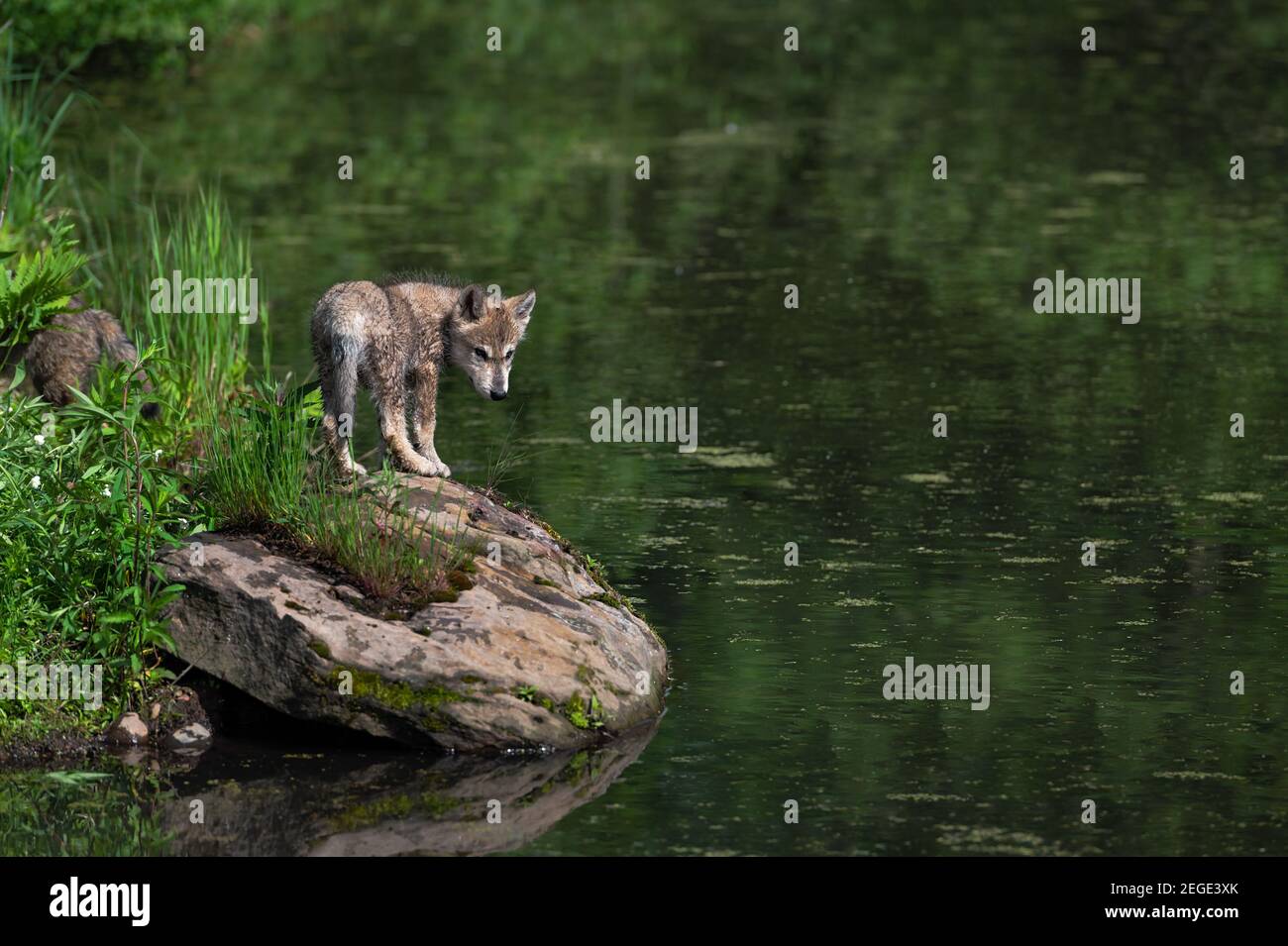 Grey Wolf (Canis lupus) Pup Turns on Rock at Edge of Island Summer ...