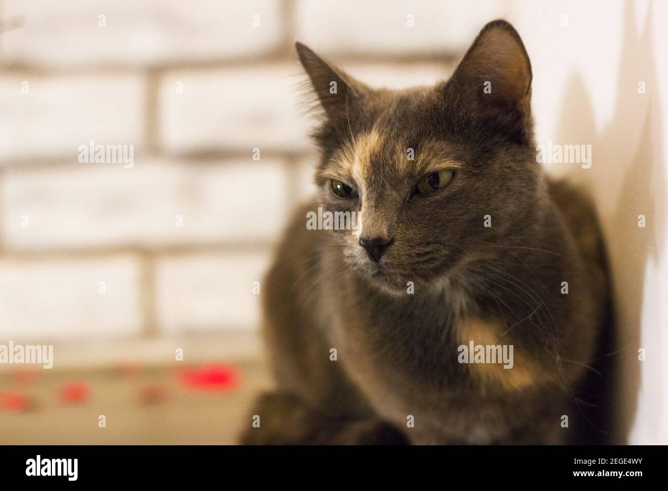 Sad gray cat on brick wall background. Kitty animal not feeling well ...