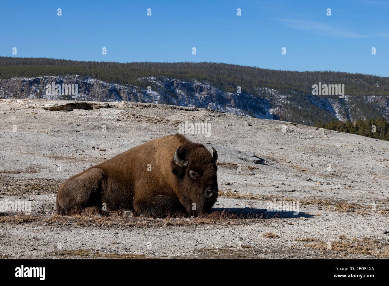 American Bison at Yellowstone National park Stock Photo - Alamy