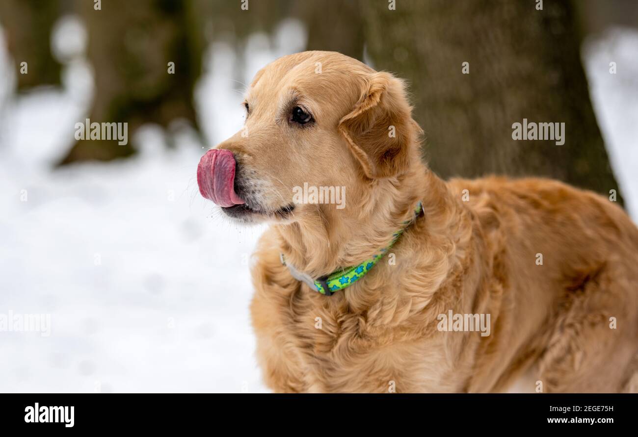Golden retriever dog playing outside Stock Photo - Alamy