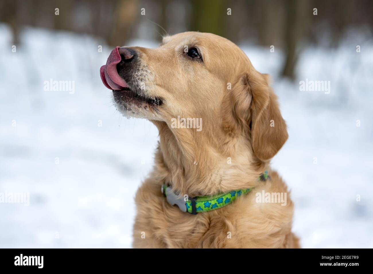 Golden retriever dog playing outside Stock Photo - Alamy