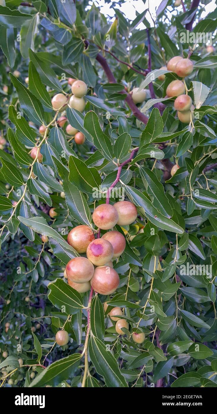Green jujube fruit on the jujube tree in the garden, Ida Mountain ...