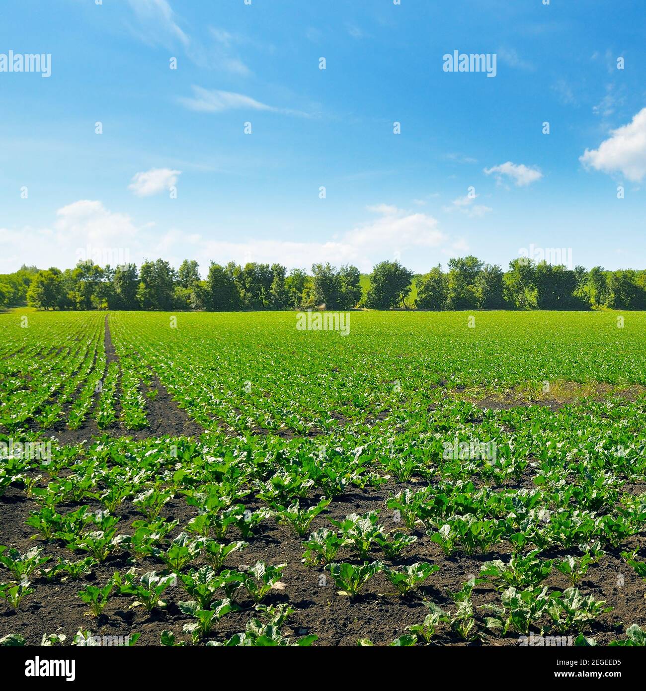 Picturesque green beet field and blue sky with light clouds ...