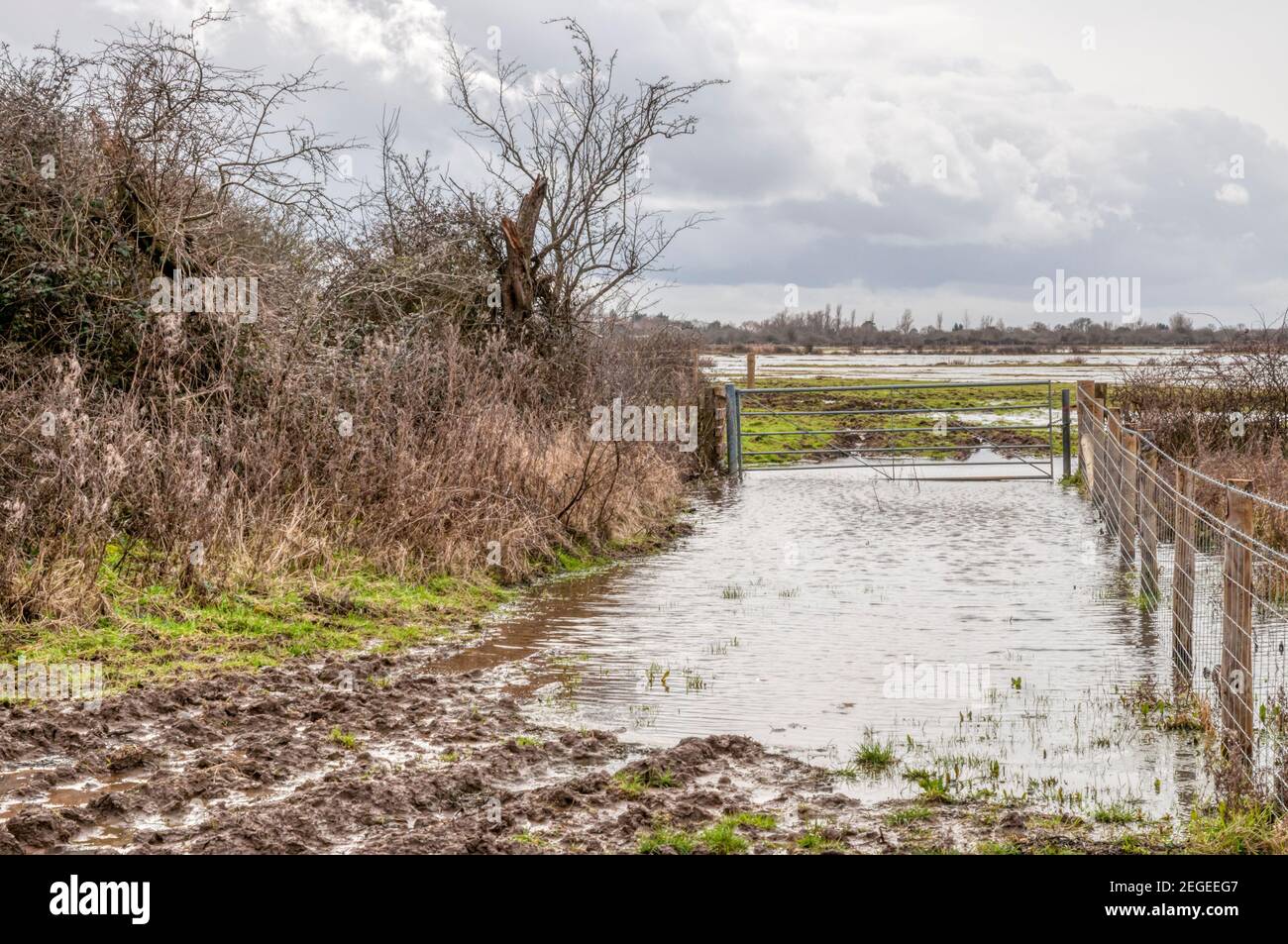 Marsh farm hi-res stock photography and images - Alamy