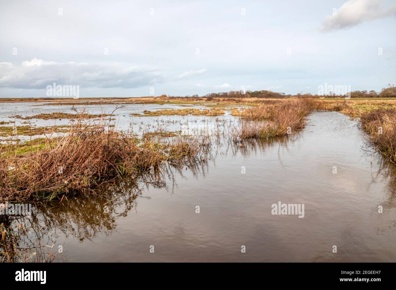 Full & overflowing drainage channel on freshwater marsh grazing pasture ...