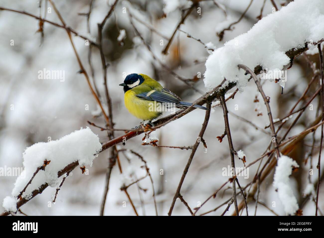 Titmouse sits on a tree branch in winter Stock Photo - Alamy
