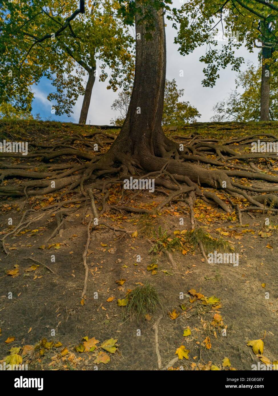 Many tree roots hi-res stock photography and images - Alamy