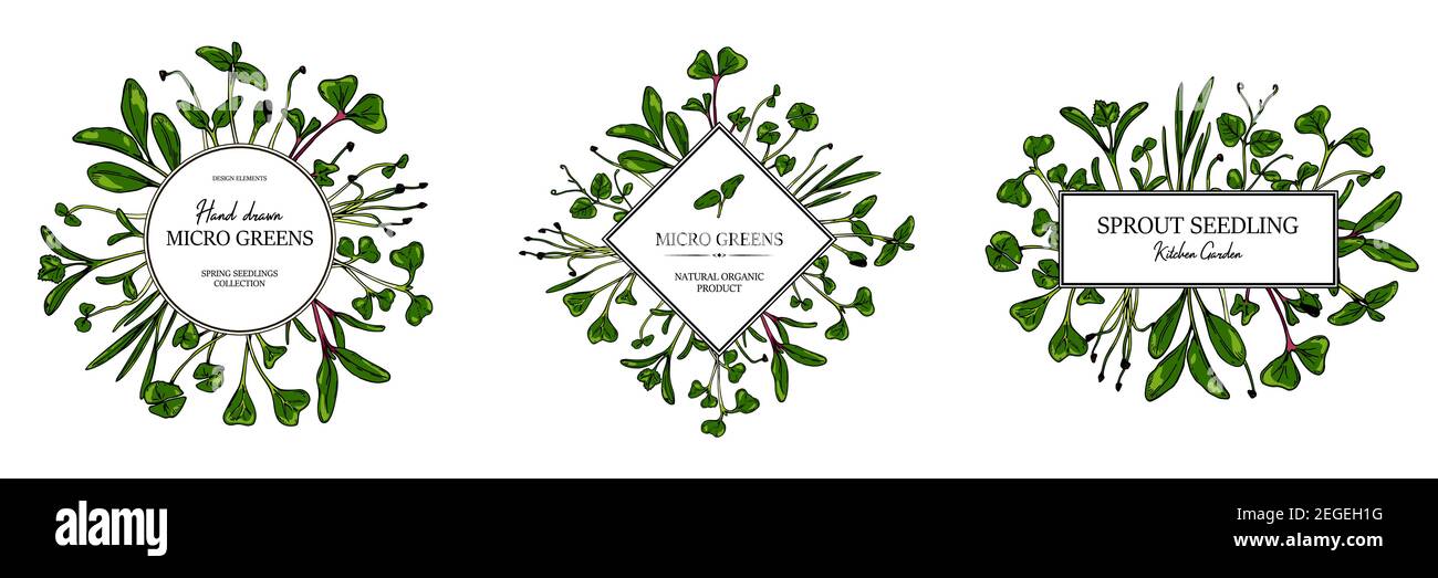 Set of hand drawn micro greens botany frames. Healthy vegetarian and ...
