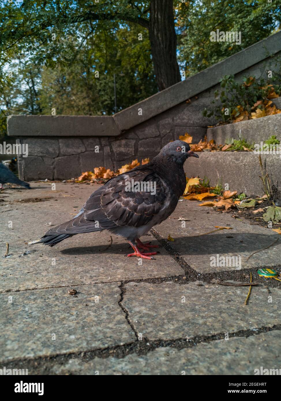 Old pigeon walking on stairs in park Stock Photo - Alamy