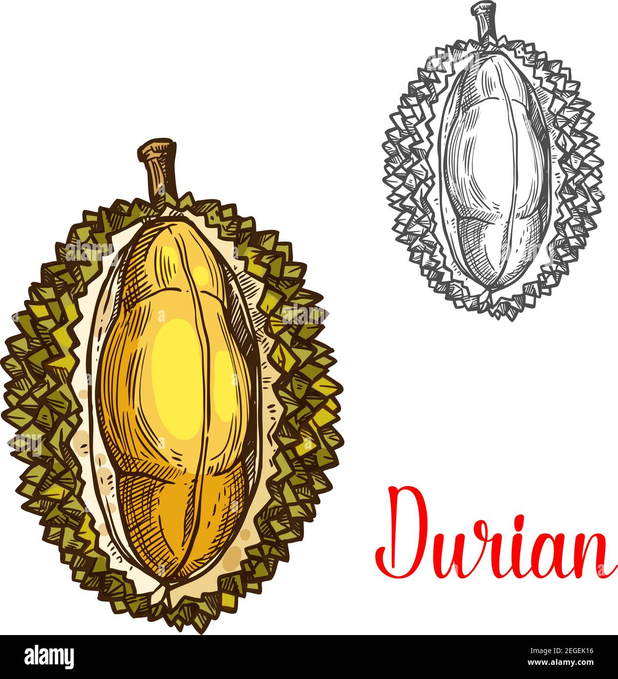 Botanical durian Cut Out Stock Images & Pictures - Alamy