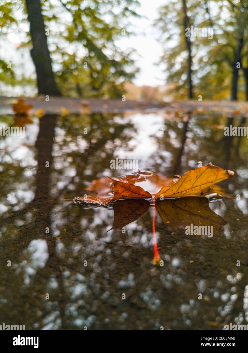 Puddle in the park hi-res stock photography and images - Alamy