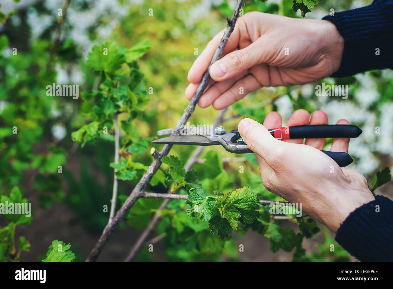 Currant Bush Hedge High Resolution Stock Photography and Images - Alamy