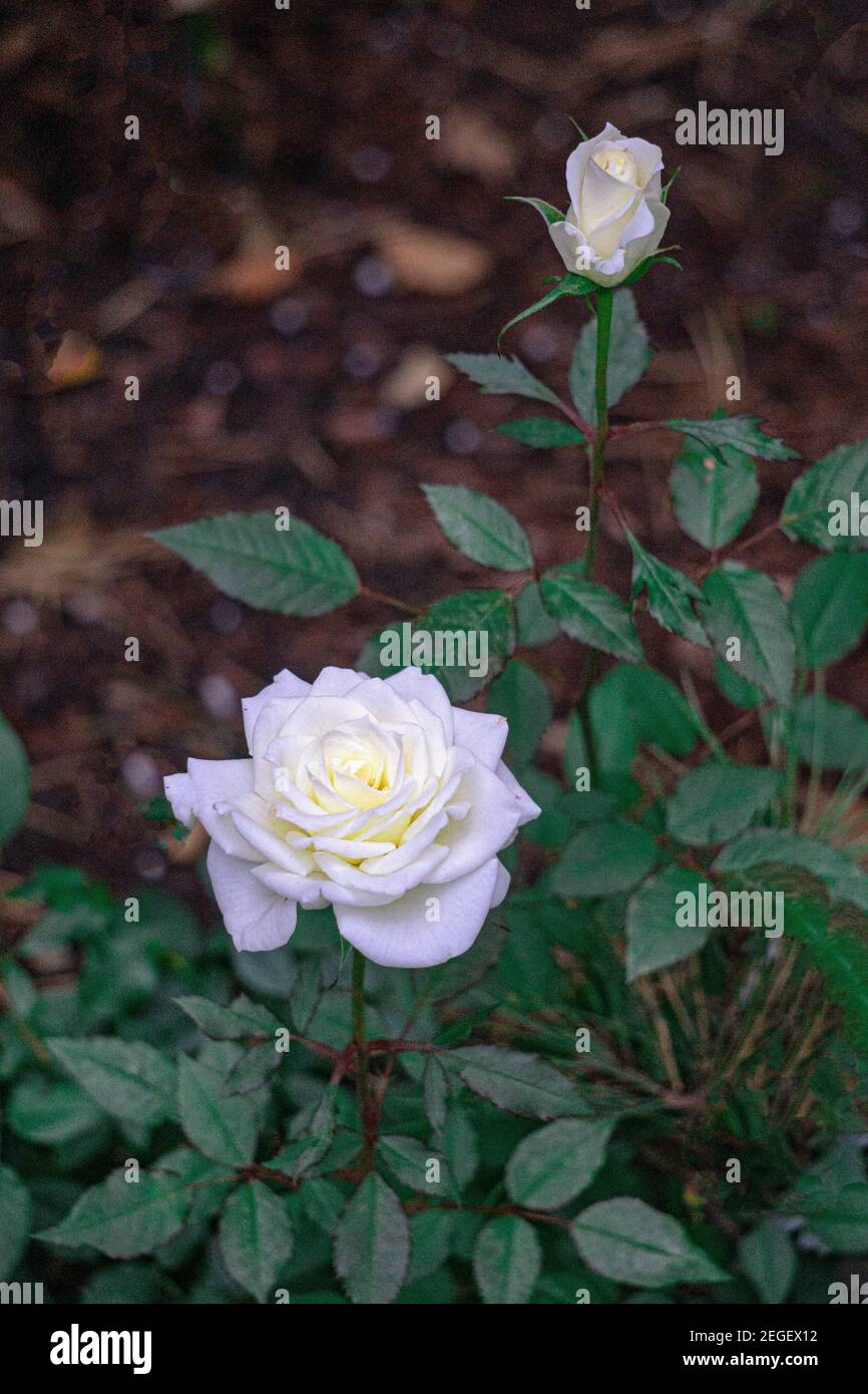 Two white rose flowers in the garden Stock Photo - Alamy