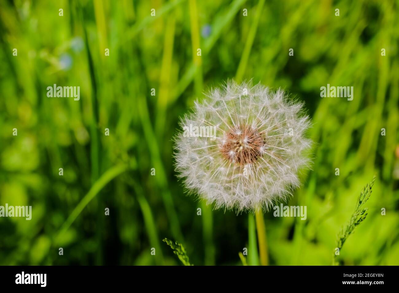 Meadow of white dandelions. Summer field. Dandelion field. spring ...