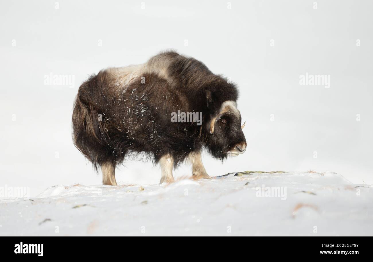 Musk ox in snow alaska wildlife hi-res stock photography and images - Alamy