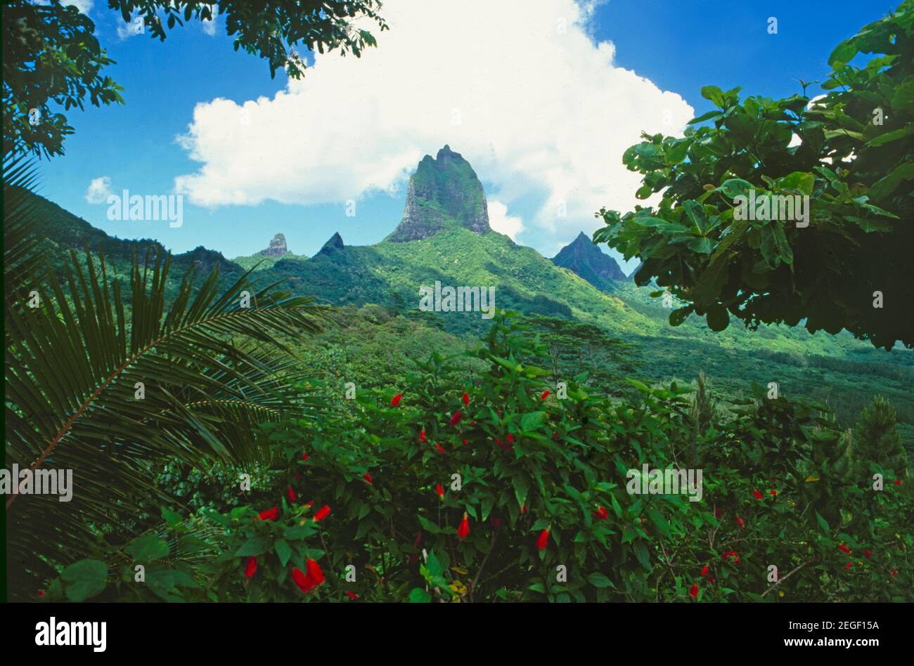 Lush green landscape and nature vegetation on Moorea Island, French ...