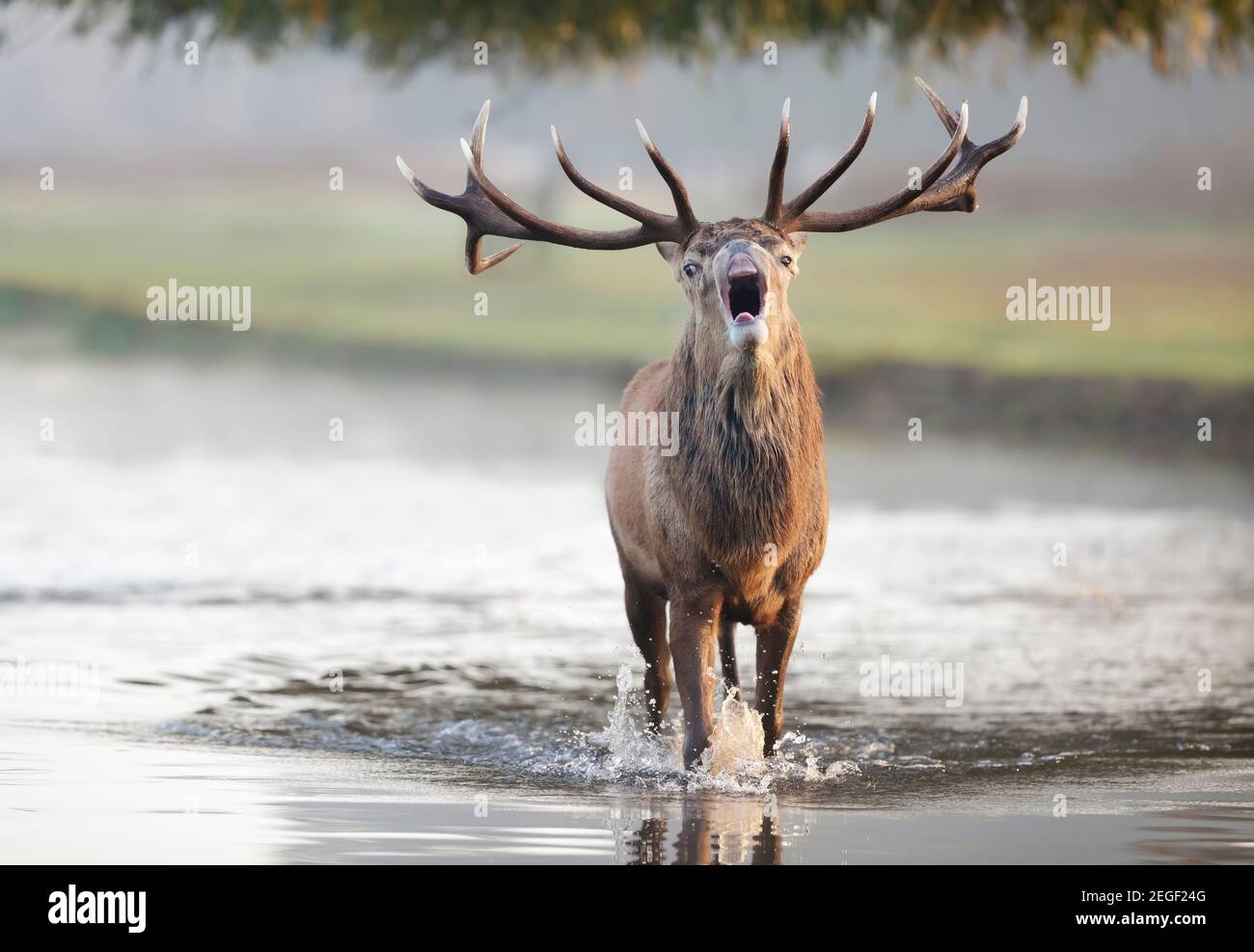 Water stag hi-res stock photography and images - Alamy