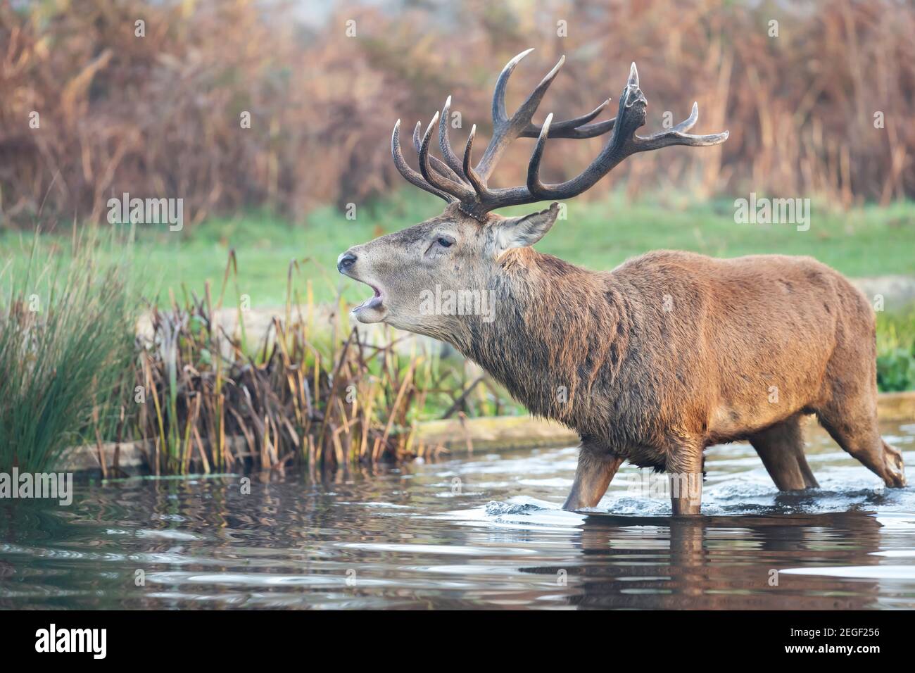 Close-up of a Red deer stag standing in water and calling during ...