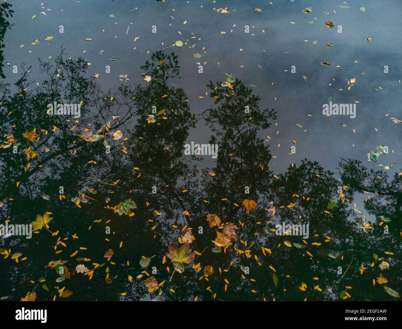 The trees are full of leaves hi-res stock photography and images - Alamy
