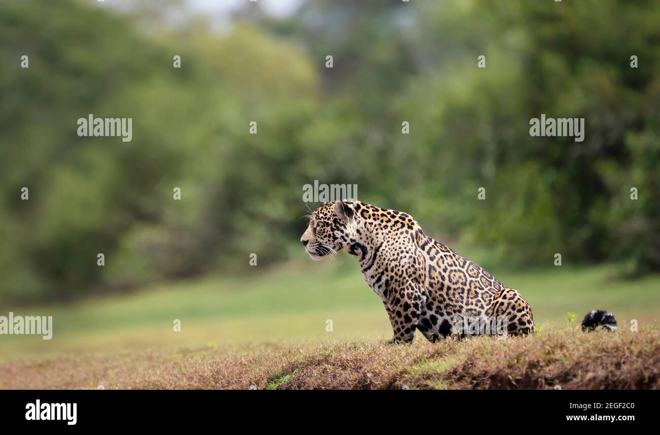 Jaguar sitting hi-res stock photography and images - Alamy