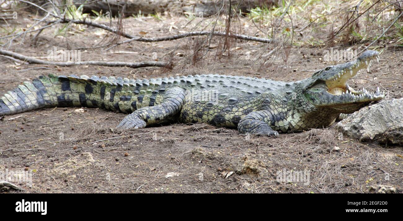 Krokodile hi-res stock photography and images - Alamy