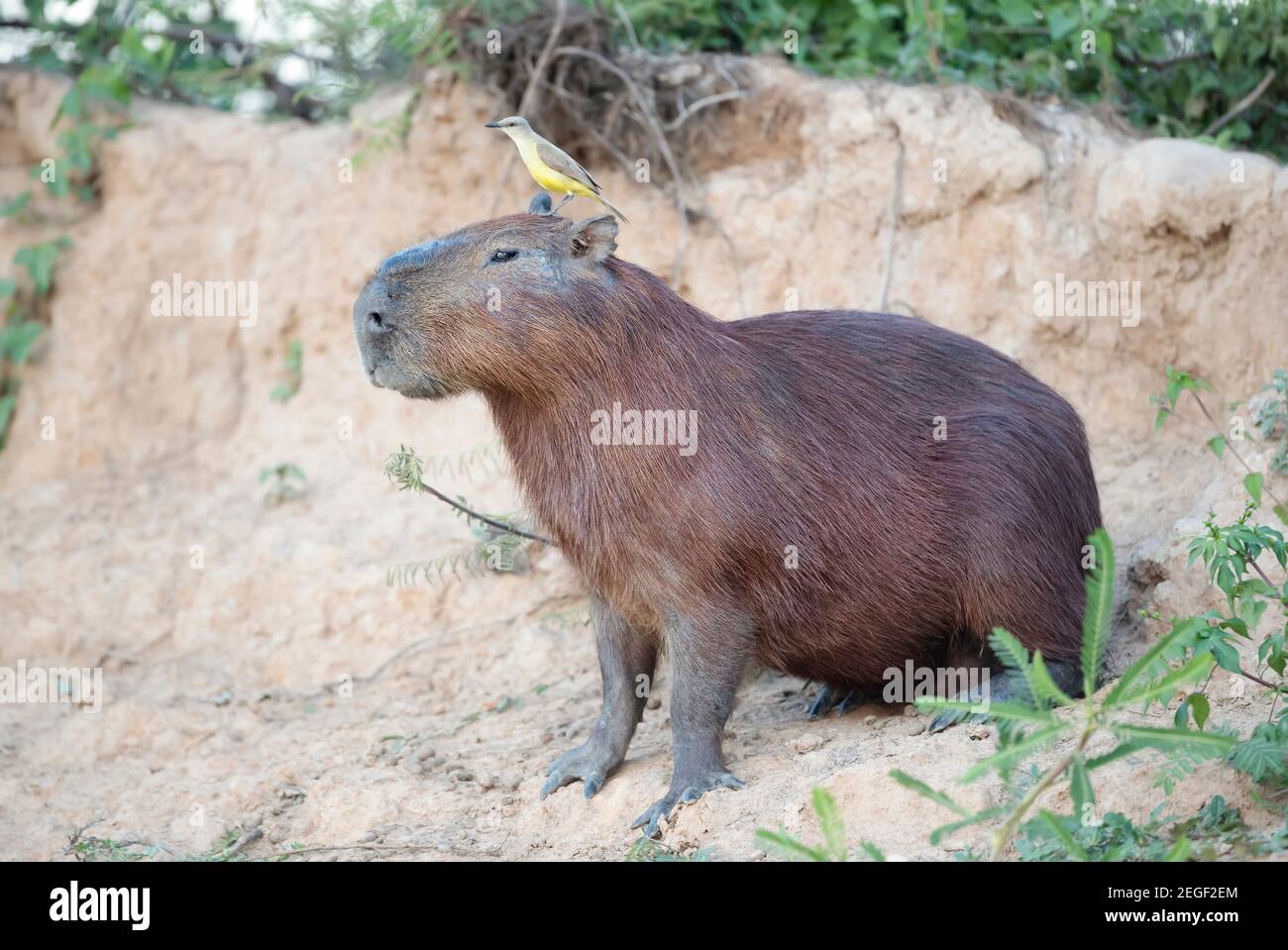 Close up of a Capybara with a bird Cattle tyrant sitting on a head ...