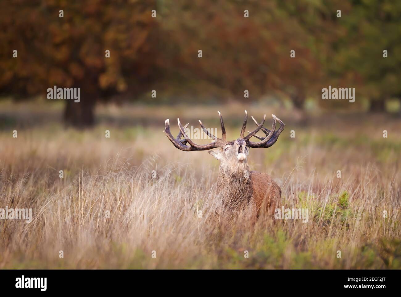 Close-up of a red deer stag calling during rutting season in autumn, UK ...