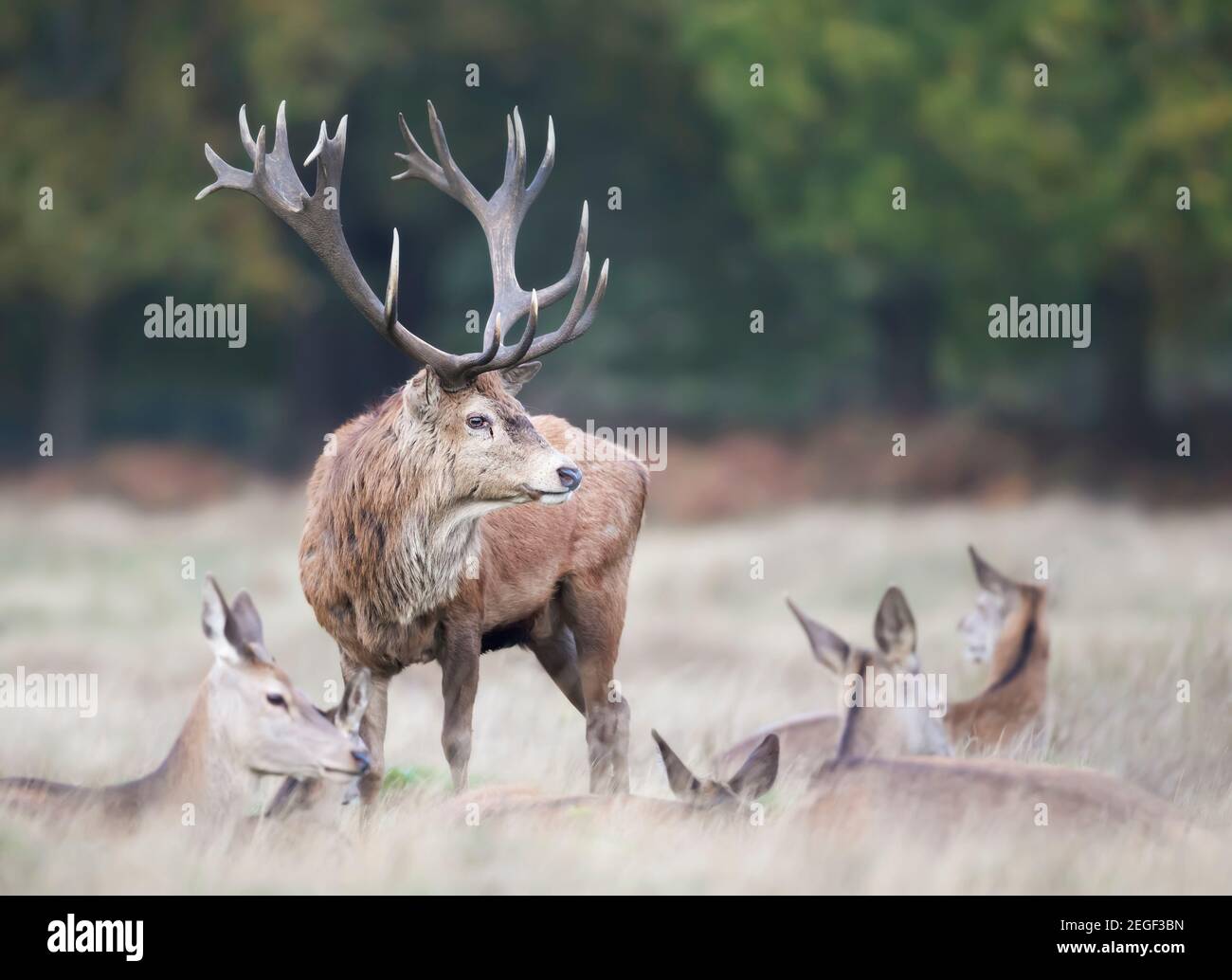 Female deer group hi-res stock photography and images - Alamy
